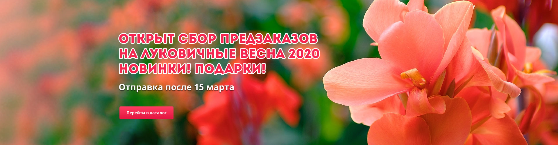 Семена почтой интернет магазин | Семена купить в Агросемфонд